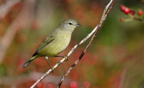 How To Id Orange Crowned Warblers And Tennessee Warblers Bird Academy