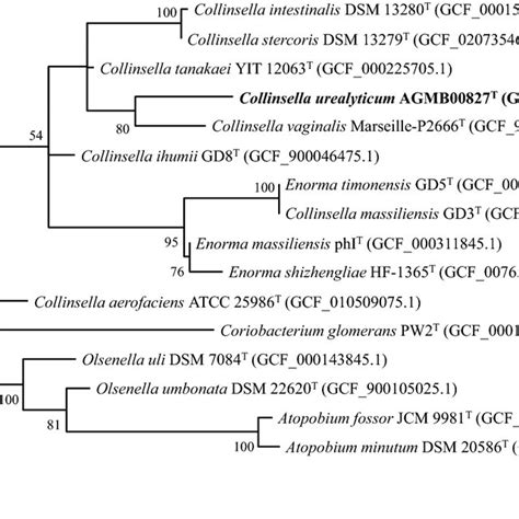 Whole Genome Based Phylogenetic Tree Reconstructed With Download Scientific Diagram