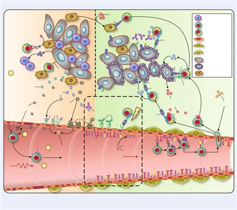 Factors Controlling Infiltration Of T Cells Into Solid Tumors A