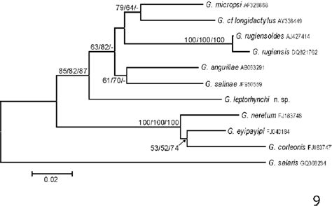 minimum evolution phylogenetic tree for 500 bp alignment of 5 8s rdna