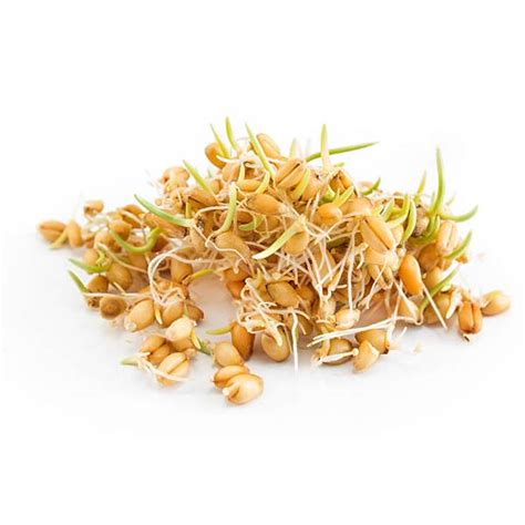 خرید و قیمت جوانه گندم