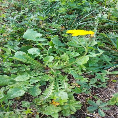 Weeds Detection Object Detection Dataset By Weedsdetection