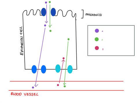 Glucose Co Transport In The Ileum Diagram Quizlet