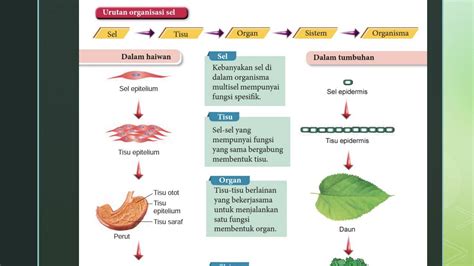 Organisasi Sel Dalam Manusia