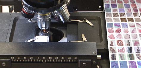 The OpenScience Laboratory Histology Histopathology The OpenSTEM Labs