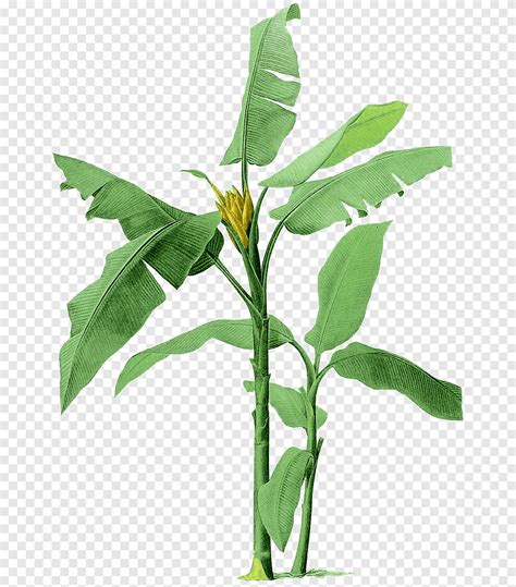 ภาพประกอบ กล้วย คลิปอาร์ตกล้วย Png Pngegg