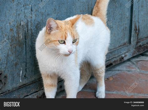 Cute Orange And White Cat