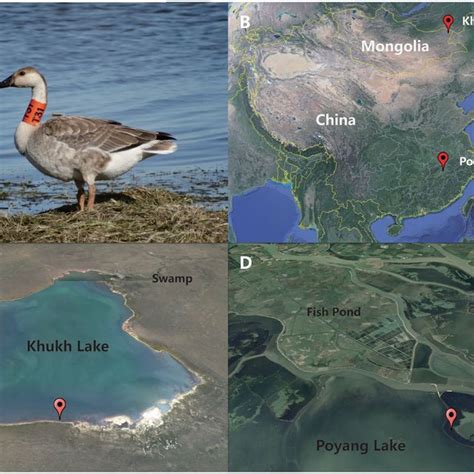 Basic Information Of Swan Geese And Their Habitat A Physical Download Scientific Diagram