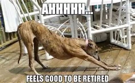 Retirement Dog Meme Funny Pug Dog Meme Pun Lol