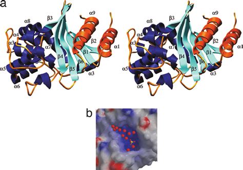 Structure Of Oxa 24 A Class D Carbapenem Hydrolyzing Oxacillinase A Download Scientific