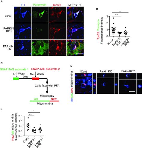 Mitochondrial Biogenesis Defects In Parkin Ko Da Neurons A Puromycin Download Scientific