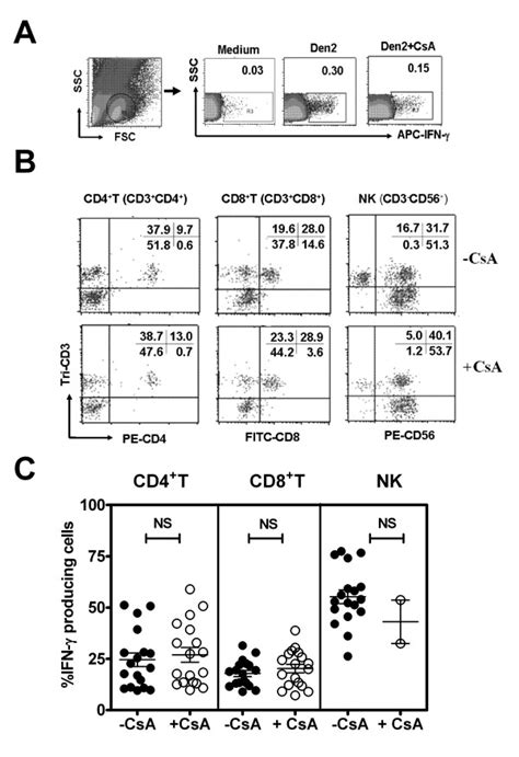 Identification Of Ifn γ Producing Cells Using Flow Cytometry Cells Download Scientific Diagram