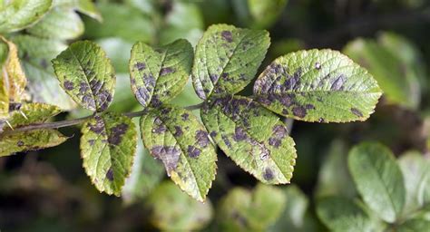 Fungal Disease Garden Pests And Diseases Gardening Tips Thompson