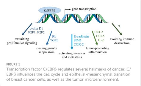 figure 1 from emerging functions of c ebpβ in breast cancer semantic