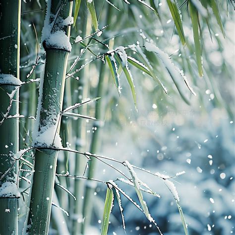 AI数字艺术 白雪皑皑的竹林图 AI图片免费下载 png格式 2784像素 编号69322453 千图网