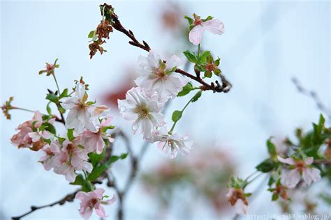九月に咲いた十月桜 但馬写真日和