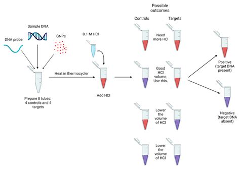 Multi Probe Nano Genomic Biosensor To Detect S Aureus From Magnetically Extracted Food Samples