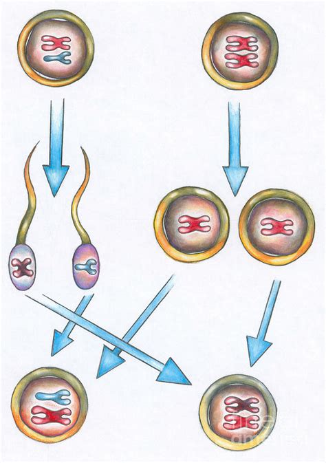 Sex Determination In Human Cell Photograph By Gwen Shockey