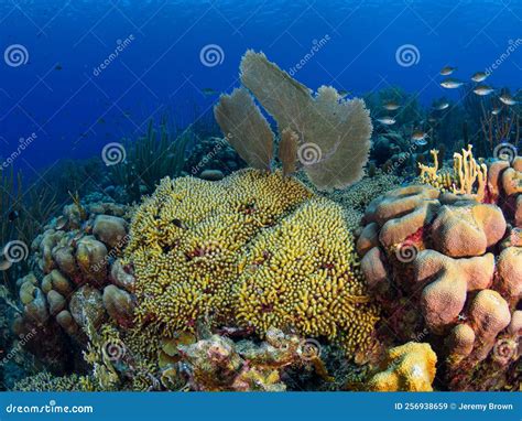 Fringing Coral Reef In Bonaire Caribbean Netherlands Diving Holiday