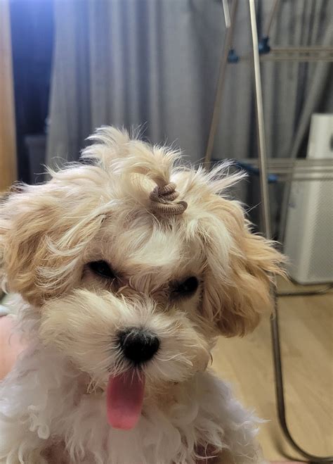 우리집 강아지 머리 묶어줬는데 화난 거 같다 포텐 터짐 최신순 에펨코리아