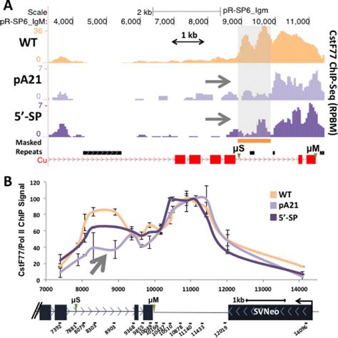 reduced cstf recruitment in mutants with decreased s poly a site use