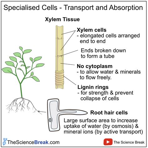 What Are The Adaptations Of Xylem And Phloem Tissues To Plant Tissues