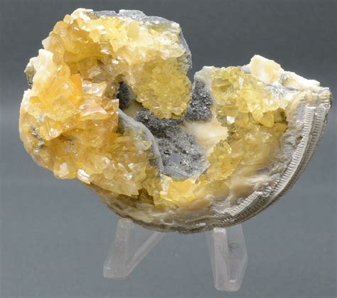 Calcite In Clam Shell Fossil Rucks Pit Fort Drum Okeechobee County Florida