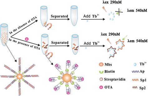 Figure 1 From A Signal On Fluorescent Aptasensor Based On Tb3 And Structure Switching Aptamer