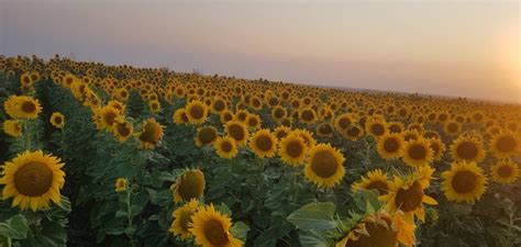 Обществен Контрол Спомняте ли си това бяло куче което крастосваше любезно и обичливо нашето