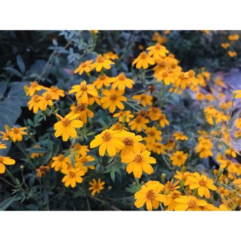 自家無毒栽培 芳香萬壽菊 3吋盆大小 萬壽菊 香草植物 蝦皮購物