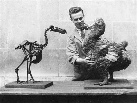 Science Startup Hopes To Bring The Extinct Dodo Bird Back To Life