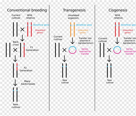 Cisgenesis Genetic Engineering Genetically Modified Crops Transgenesis
