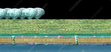Archaebacterial Cell Wall Stock Image G4600101 Science Photo Library