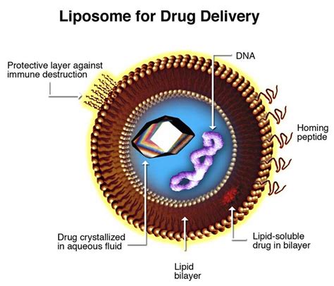 Liposomes Vs Lipid Nanoparticles Which Is Best For Drug Delivery