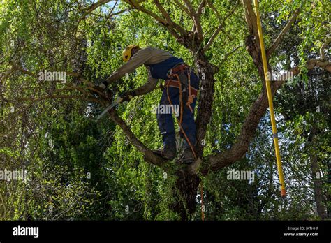 Tree Trimmer Tree Branch Trimmer Trimming Tree Branch Corkscrew Willow Tree Tree Care