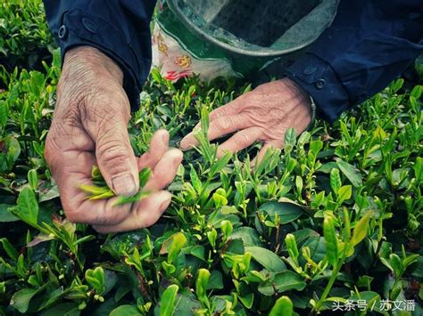 潮州鳳凰山採茶忙 每日頭條