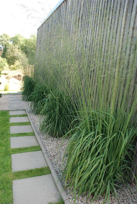 Roog Sinihelmikas Molinia Arundinacea Karl Foerster Anu Aed