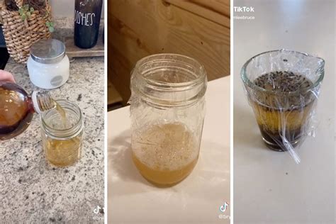 How To Get Rid Of Gnats In Your House Taste Of Home