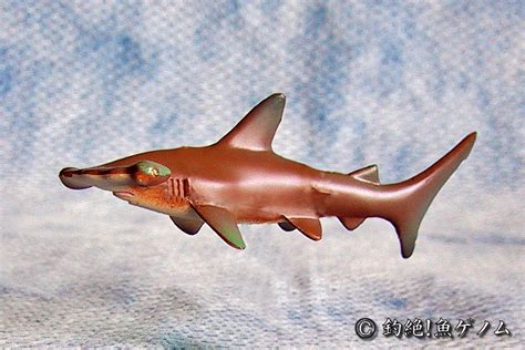 アカシュモクザメ専門 釣絶魚ゲノム