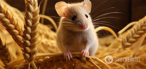 Як позбутися мишей що відлякує гризунів Oboz Ua