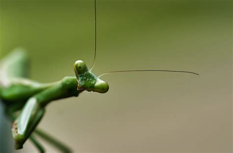 praying mantis hacker group strikes iis web servers it security guru