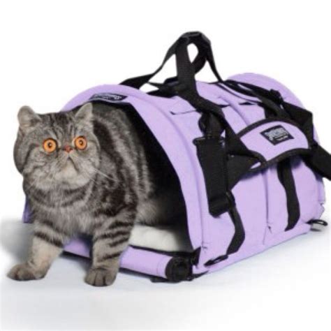 Переноска для котов прикол - картинки и фото koshka.top