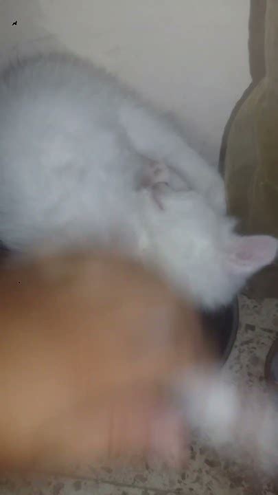 دي احسن قطه شرازي Youtube