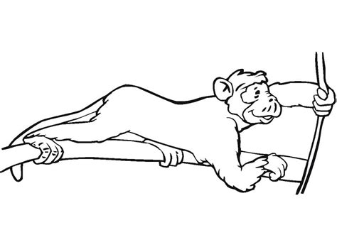 Monyet Memegang Akar