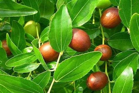 Фрукт ююба фото – "Фрукт - зизифус настоящий или жужуба или китайский ...