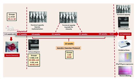 Schematic Figure Summarizing The Experimental Design Download Scientific Diagram