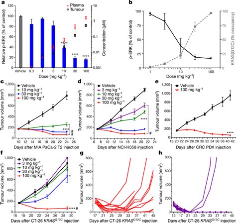 Amg 510 Inhibits Erk Phosphorylation And Growth Of Krasg12c Mutant