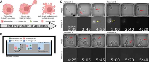 Figure 2 From Automated Detection Of Apoptotic Bodies And Cells In Label Free Time Lapse High