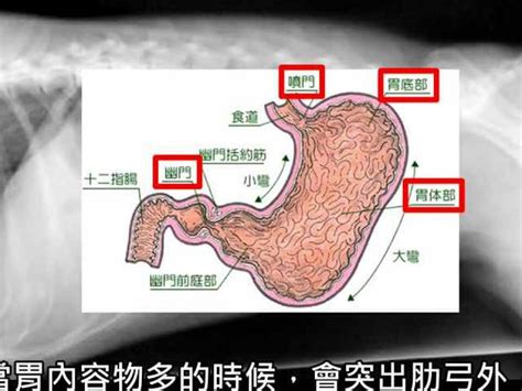 犬x光解剖构造介绍 高清1080p在线观看平台 腾讯视频