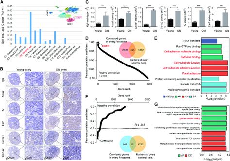 High Expression Of Egfr In Stromal Cells Was Associated With The Download Scientific Diagram